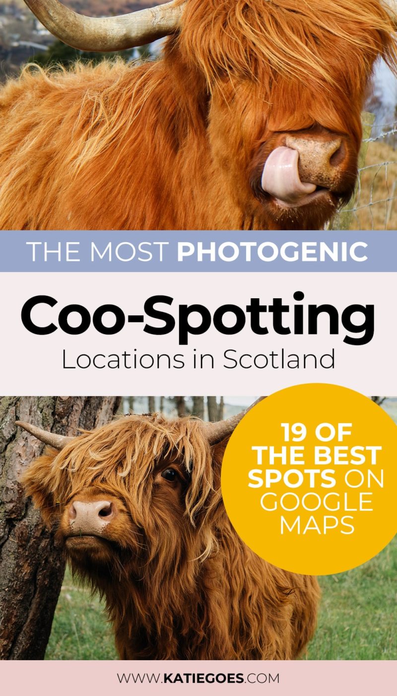 Where in Scotland are the Highland Cows? (21+ Locations) - KatieGoes